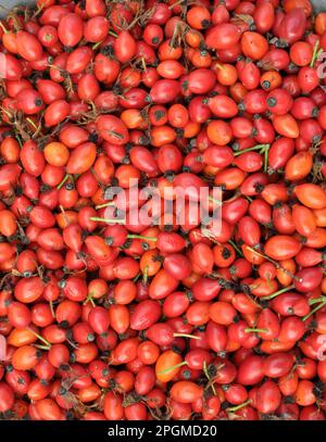 Harvested ripe fruits rose hips, intended for further processing Stock ...
