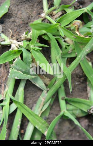 hairy finger-grass, large crabgrass (Digitaria sanguinalis), on a ...