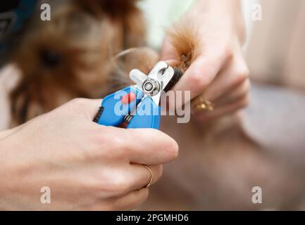 Tool for cutting cat and dog nails - Text space Stock Photo - Alamy
