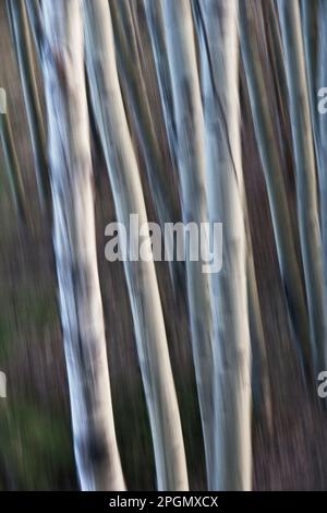 Abstract photograph of a stand of birch trees Stock Photo - Alamy