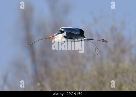 La costruzione del nido - nest building Stock Photo - Alamy