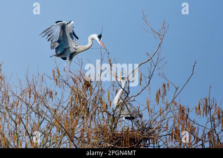 La costruzione del nido - nest building Stock Photo - Alamy