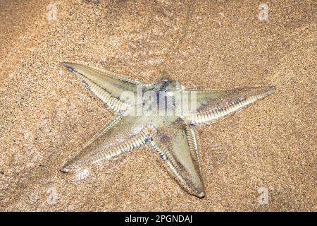 The problem of trash on the beach caused by man made pollution ...