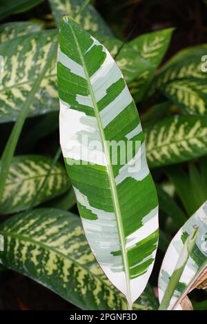 Beautiful variegated banana leaf of Musa Acuminata Zebrina Stock Photo ...