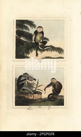 Grey-shanked Douc Langur (Pygathrix cinerea) young, close-up of head ...