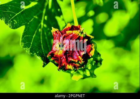 Red knobber gall of the knobber gall wasp (Andricus quercuscalicis) on ...