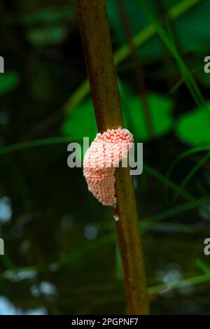 Egg clusters of the water snail (Pomacea canaliculata) on a tree trunk ...