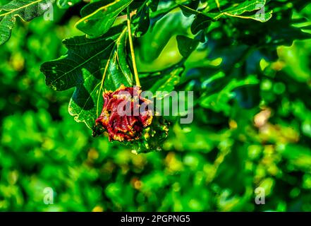 Red knobber gall of the knobber gall wasp (Andricus quercuscalicis) on ...