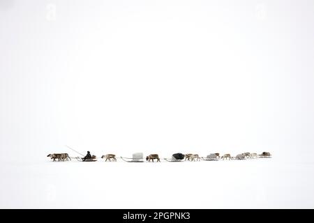 Nenets herdsman driving a train of reindeer (Rangifer tarandus) sledges ...
