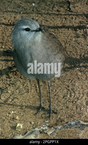 Black-legged Seriema bird (Chunga burmeisteri Stock Photo - Alamy