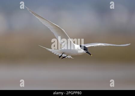 Adult breeding plumage Sandwich Tern Stock Photo - Alamy