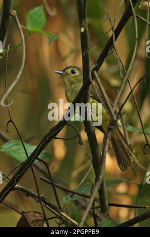 Hairy-backed Bulbul (Tricholestes criniger), Sepilok Forest Reserve ...