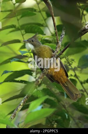 Ochraceous Bulbul adult perched on branch in rainforest, Vietnam ...