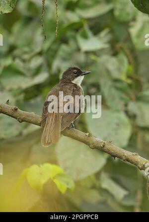 Green bulbul (Chlorocichla simplex), adult, stretchwing, perched on a ...