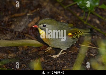 China Nightingale, China Nightingale, Sunbird, China Nightingales ...