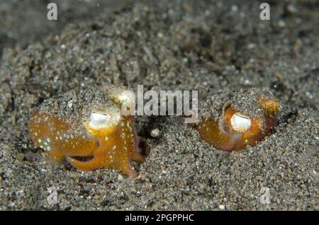 Bottletail sepia, Bottletail sepia, Squid, Cuttlefish, Other animals ...