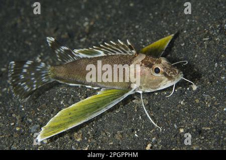 Bearded Waspfish, Bearded Waspfish, Other Animals, Fish, Animals ...