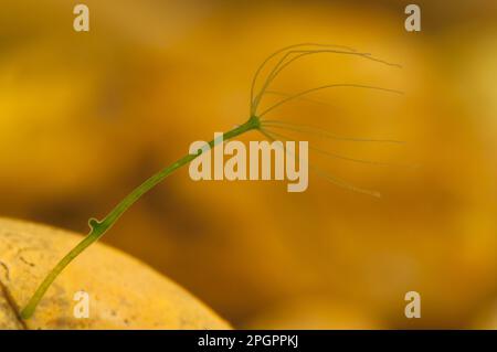 Hydra with bud Stock Photo - Alamy