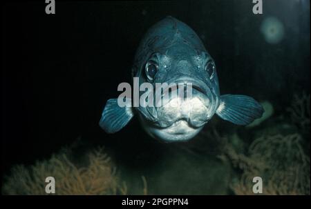Moon Wrasse, Moon Wrasse, Other Animals, Fish, Animals, Wrasse, Moon ...