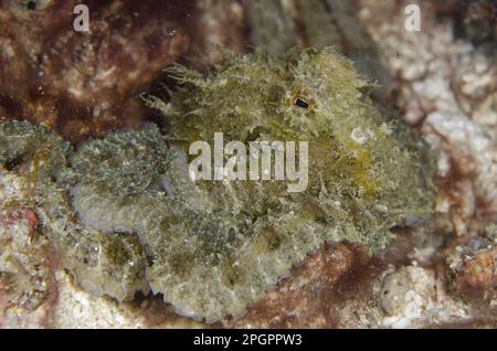 Algae Octopus (Abdopus aculeatus) adult, camouflaged on reef, Lembeh ...