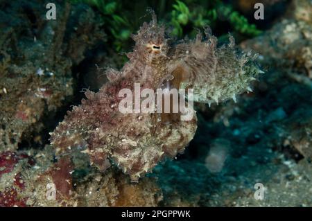 Algae Octopus (Abdopus aculeatus) adult, camouflaged on reef, Lembeh ...
