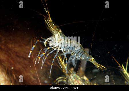 Saw prawn, Large rock prawn, Saw prawns, Large rock prawns, Common rock ...