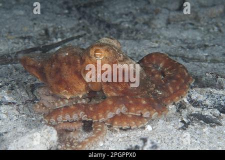Adult starry night octopus (Callistoctopus luteus), with rigid jointed ...
