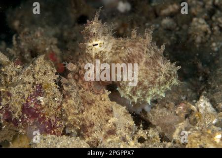 Algae Octopus (Abdopus aculeatus) adult, camouflaged on reef, Lembeh ...
