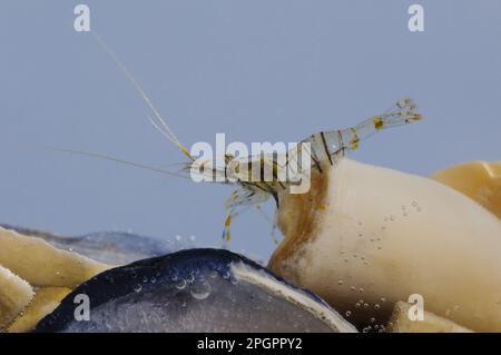 Saw prawn, Large rock prawn, Saw prawns, Large rock prawns, Common rock ...