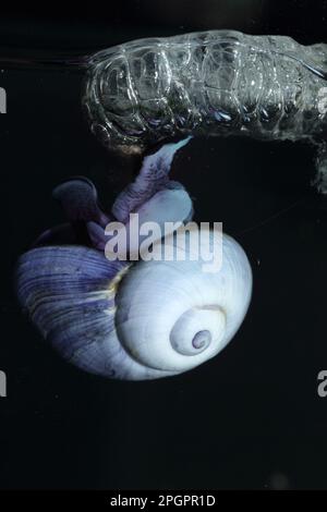 Other animals, Marine snails, Snails, Animals, Molluscs, Banded ...