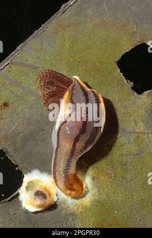 A crab and goose barnacles on plastic bottle on sea pacific ocean ...