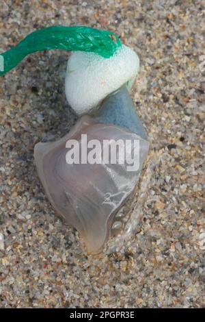 Buoy barnacles, Dosima fascicularis, attached to feather. Sennen cove ...