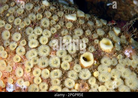 Boring Sponge (Cliona celata) adult colony, underwater on reef, Poole ...