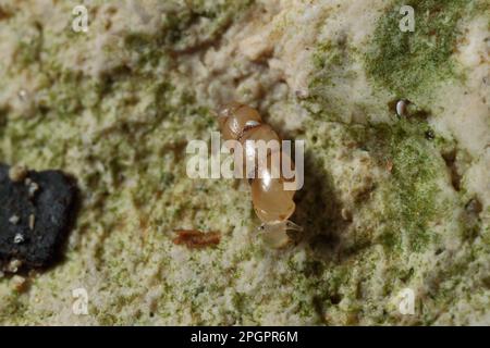 Other animals, Snails, Animals, Molluscs, Looping Snail (Truncatella ...