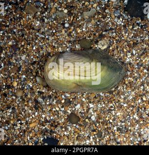 Mussel, Mussels, Other animals, Shells, Animals, Molluscs, Common ...