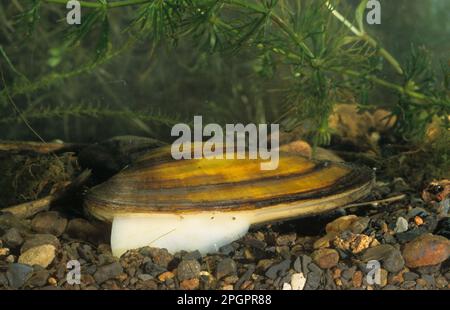 Swan mussel (Anodonta cygnea), Common Clam, Swan Mussel, Great Pond ...