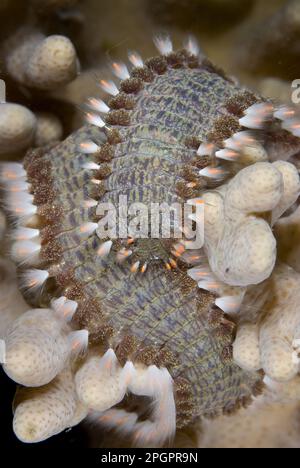 Striped Firebristle Worm, Striped Firebristle Worms, Striped ...