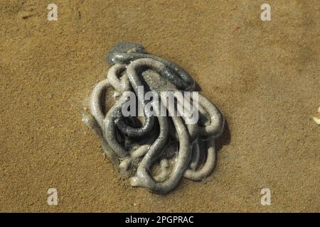 Lugworm, Pierworm, lugworms (Arenicola marina), Pierworms, Ringworm ...