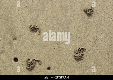 Lugworm, Pierworm, lugworms (Arenicola marina), Pierworms, Ringworm ...