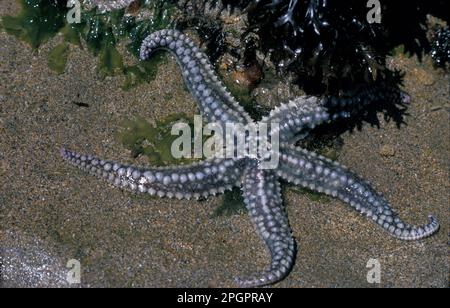 Starfish detail. Close-up of spiny structures on the skin of an ...
