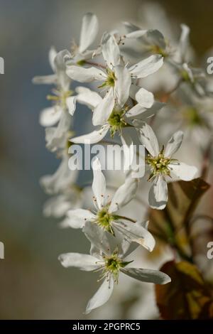 Blossom of the copper rock pear (Amelanchier lamarckii), also known as ...