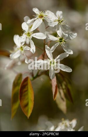 Blossom of the copper rock pear (Amelanchier lamarckii), also known as ...
