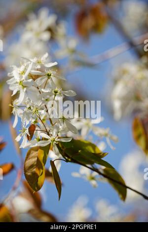 Blossom of the copper rock pear (Amelanchier lamarckii), also known as ...