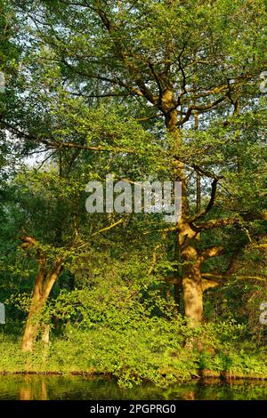 Black alder (Alnus glutinosa), Schwalm-Nette nature Park, Nettetal ...