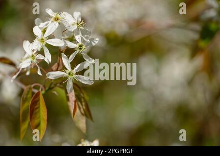 The flowers of a snowy mespilus (Amelanchier lamarckii Stock Photo - Alamy