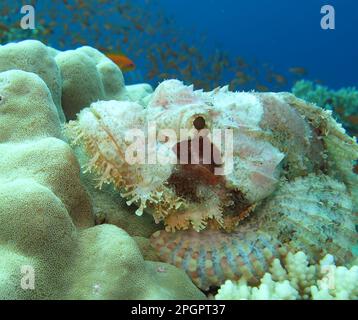 Red scorpionfish (Scorpaena scrofa), Elphinstone Reef, Red Sea, Egypt ...