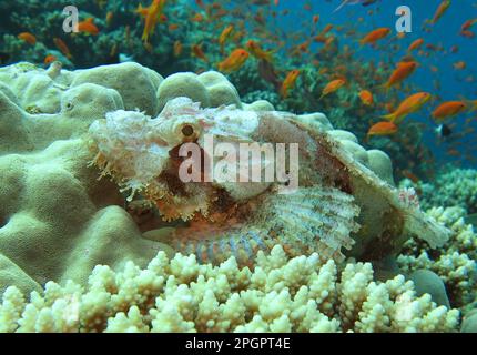 Red scorpionfish (Scorpaena scrofa), Elphinstone Reef, Red Sea, Egypt ...