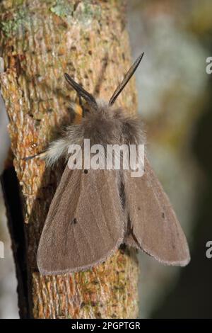 Moss rubber moth Stock Photo - Alamy