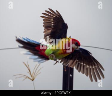Artistic, Eastern Rosella in flight, Australian native bird Stock Photo ...