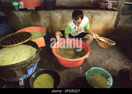 A worker is washing mung beans at an urban growing farm of bean sprouts ...